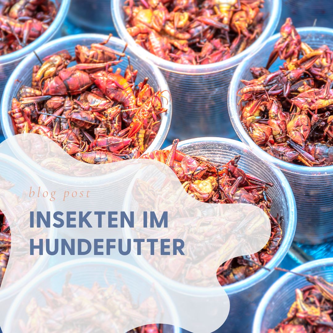 Insekten im Hundefutter - Tierisches-Wissen.de